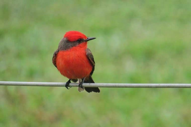 11 Red Birds in North Carolina (with Photos) - Bird Feeder Hub