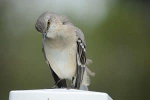 Mockingbird Symbolism (Meanings & Interpretations) - Bird Feeder Hub