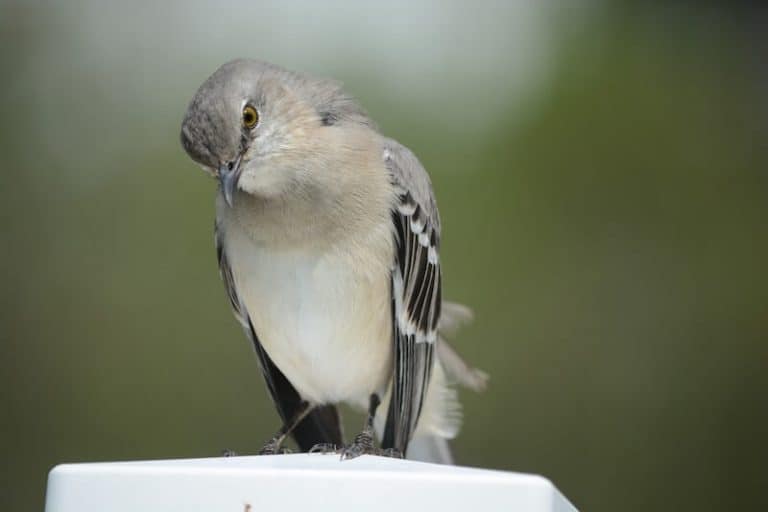Mockingbird Symbolism (Meanings & Interpretations) - Bird Feeder Hub