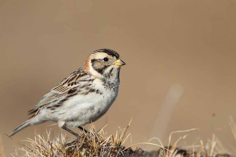 22 Types of Birds That Start With the Letter L (Pictures) - Bird Feeder Hub