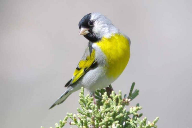 18 Types of Finches (with Photos) - Bird Feeder Hub