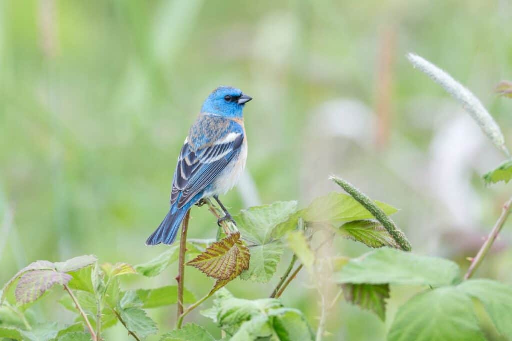 13 Facts About Lazuli Buntings (with Photos) - Bird Feeder Hub