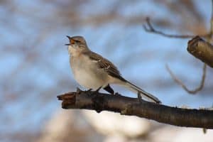 22 Interesting Facts About Mockingbirds - Bird Feeder Hub