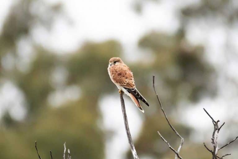 20 Types of Birds That Start With N (Pictures) - Bird Feeder Hub