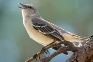 Mockingbird Symbolism (Meanings & Interpretations) - Bird Feeder Hub