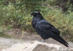 18 Types of Black Birds (with Photos) - Bird Feeder Hub