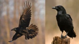 Raven Symbolism (Meanings & Interpretations) - Bird Feeder Hub