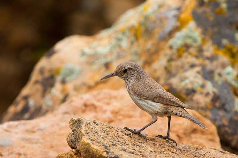 10 Types of Wrens (with Photos) - Bird Feeder Hub