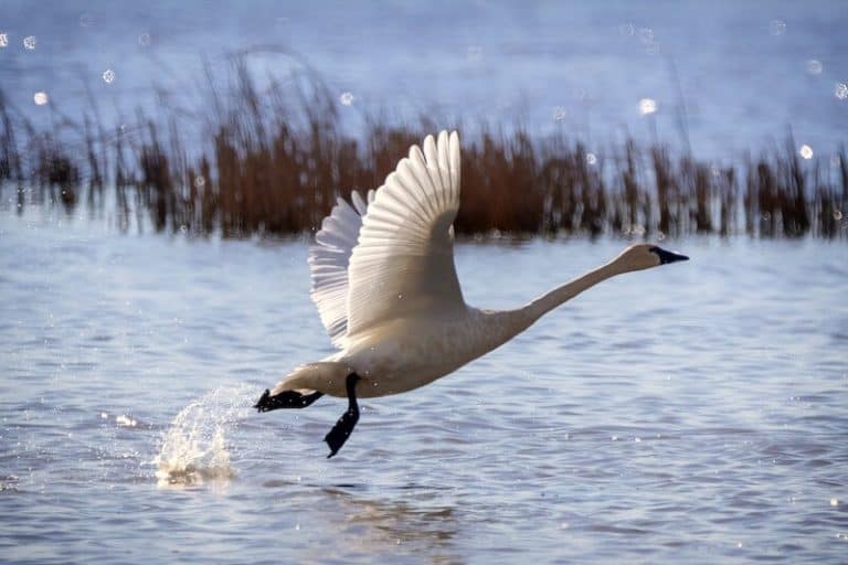 12 Birds With Long Necks (with Photos) - Bird Feeder Hub