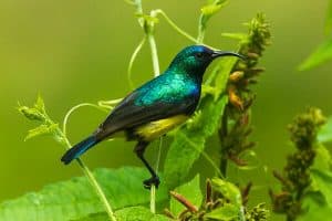 19 Unique Birds That Start With V (Pictures) - Bird Feeder Hub