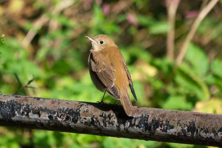20 Types of Brown Birds (with Photos) - Bird Feeder Hub