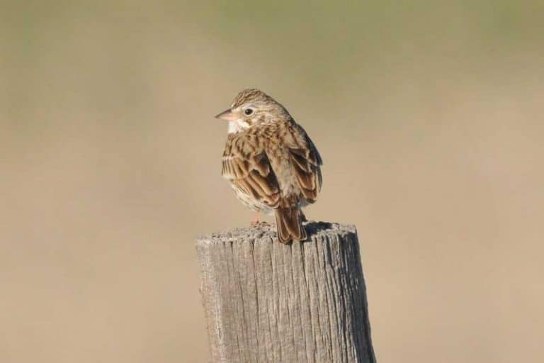 19 Unique Birds That Start With V (Pictures) - Bird Feeder Hub