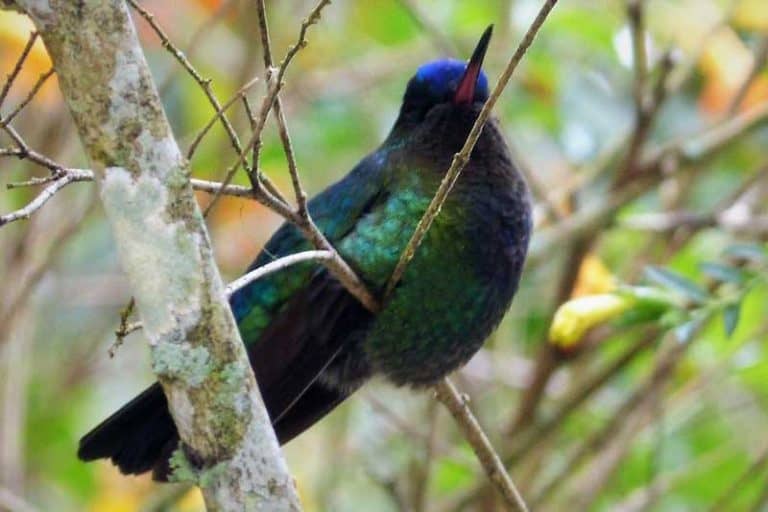 19 Unique Birds That Start With V (Pictures) - Bird Feeder Hub