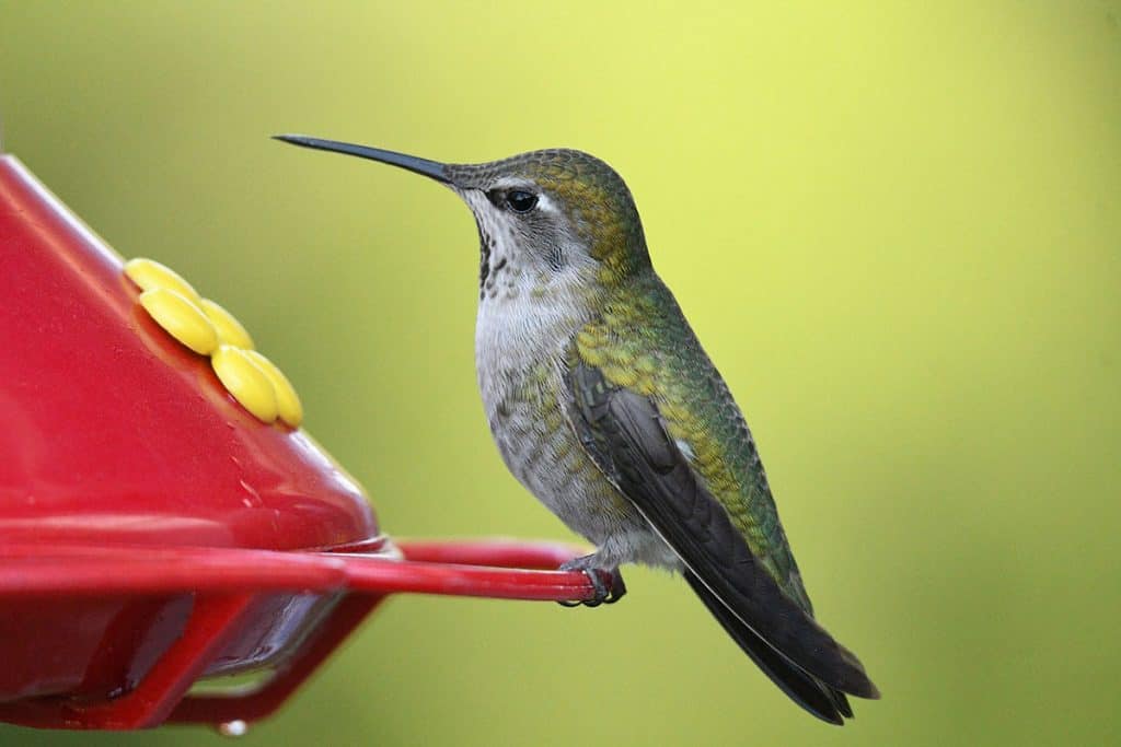 How Long Do Hummingbirds Live? - Bird Feeder Hub
