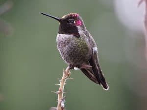 Meet the Anna's Hummingbird (Pictures, Facts, Info) - Bird Feeder Hub