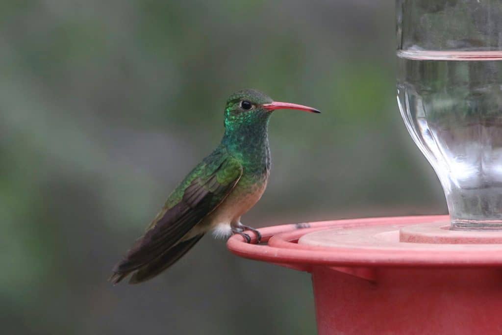 Meet the Buff-bellied Hummingbird (Pictures & Facts) - Bird Feeder Hub