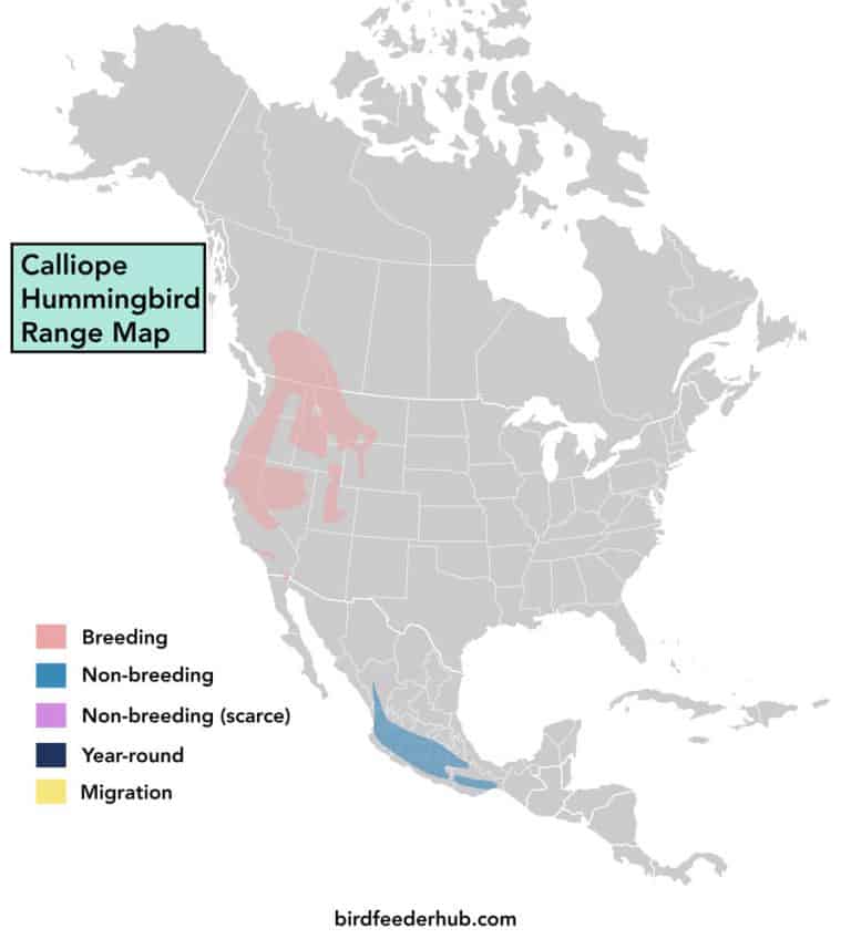 Meet the Calliope Hummingbird (Pictures, Facts, Info) - Bird Feeder Hub