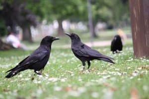 Crow Symbolism (Meanings & Interpretations) - Bird Feeder Hub
