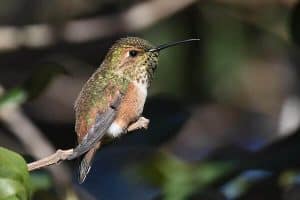 Meet The Allen's Hummingbird (Photos & Facts) - Bird Feeder Hub