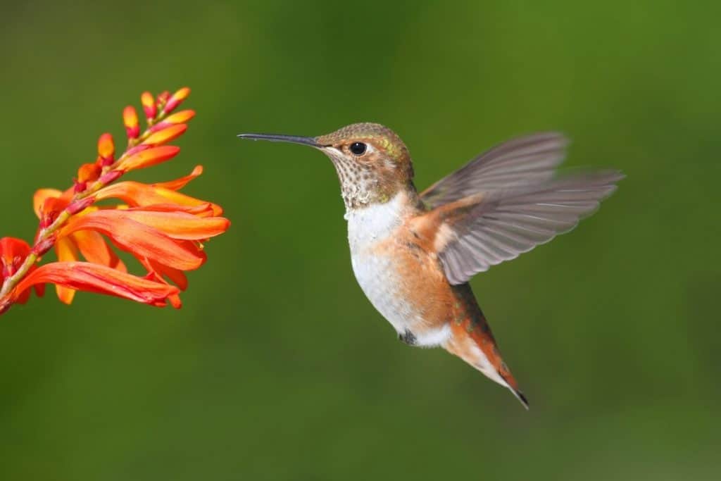 Meet The Allen's Hummingbird (Photos & Facts) - Bird Feeder Hub