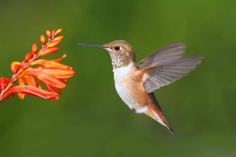 Meet The Allen's Hummingbird (Photos & Facts) - Bird Feeder Hub