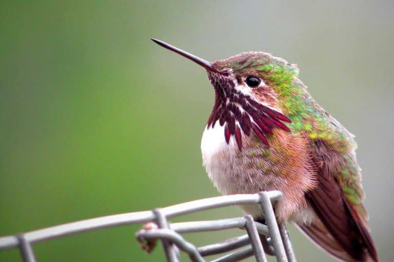 Meet the Calliope Hummingbird (Pictures, Facts, Info) - Bird Feeder Hub