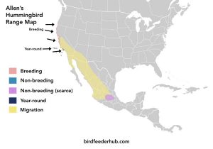 Meet The Allen's Hummingbird (Photos & Facts) - Bird Feeder Hub
