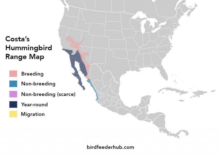 Costa's Hummingbird (Pictures of Males & Females) - Bird Feeder Hub