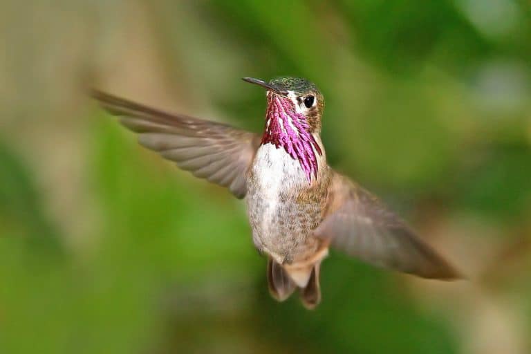 Meet the Calliope Hummingbird (Pictures, Facts, Info) - Bird Feeder Hub