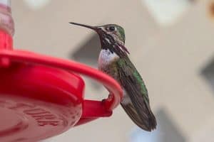 Meet the Calliope Hummingbird (Pictures, Facts, Info) - Bird Feeder Hub
