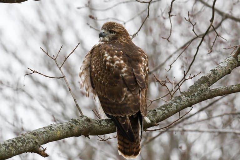 20 Types of Brown Birds (with Photos) - Bird Feeder Hub