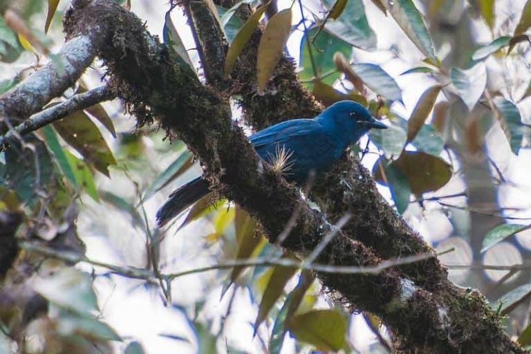 15 Amazing Birds That Start With the Letter U (Pictures) - Bird Feeder Hub