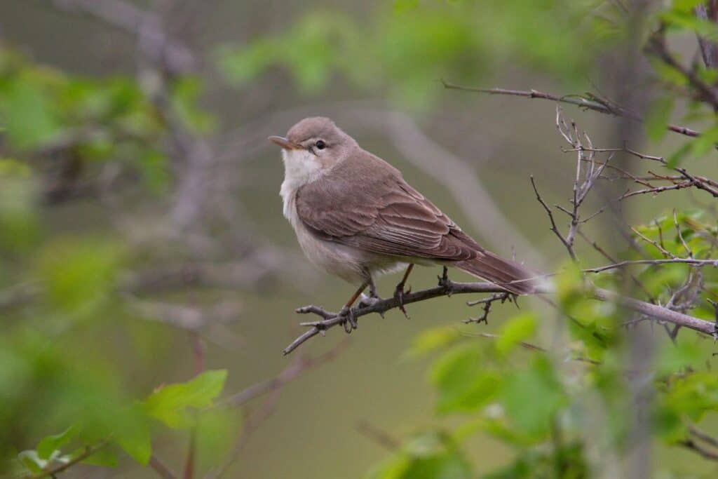 15 Amazing Birds That Start With the Letter U (Pictures) - Bird Feeder Hub