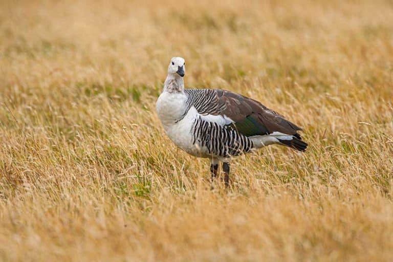 15 Amazing Birds That Start With the Letter U (Pictures) - Bird Feeder Hub