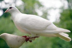 Dove Symbolism (Meanings & Interpretations) - Bird Feeder Hub