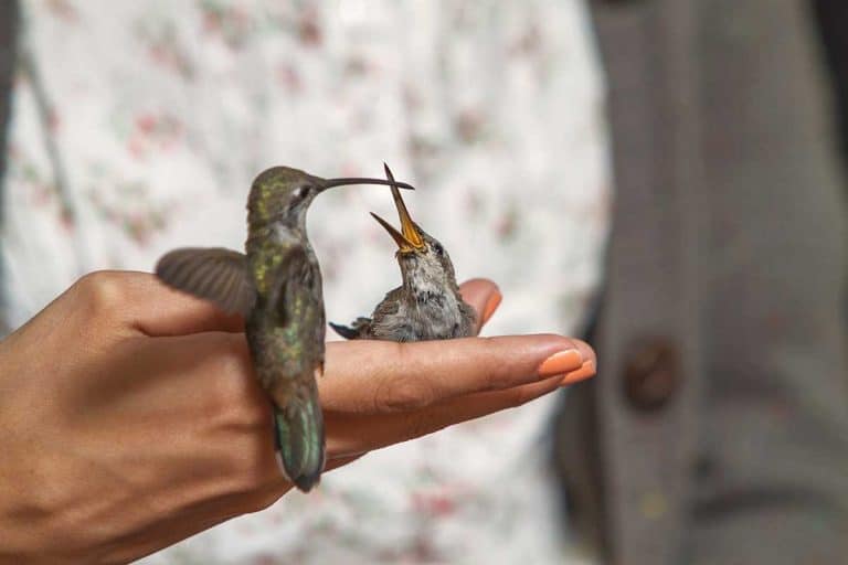 Why are Hummingbirds Afraid of Humans? - Bird Feeder Hub