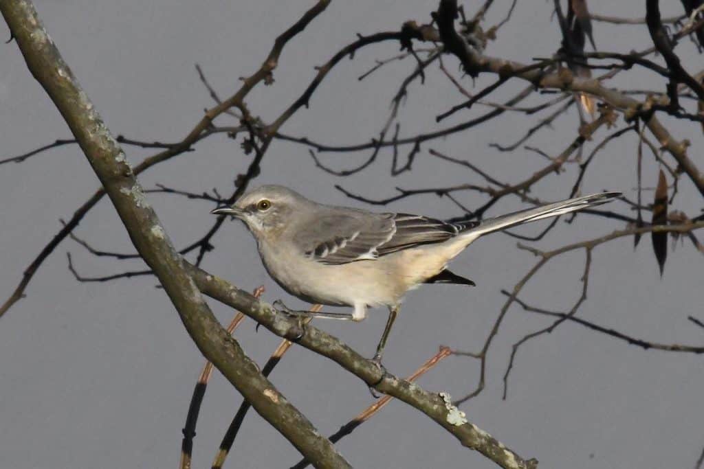 22 Interesting Facts About Mockingbirds - Bird Feeder Hub