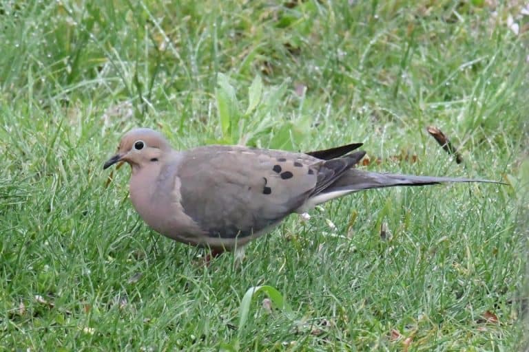 15 Types of Gray Birds (with Photos) - Bird Feeder Hub