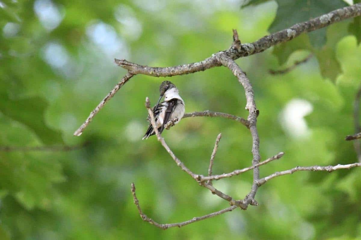 Hummingbird Sleep (What is Torpor?) - Bird Feeder Hub