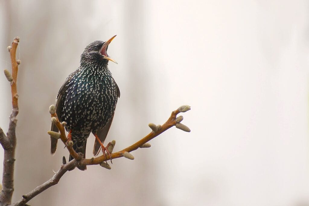 8 Reasons Why the European Starling is a Problem - Bird Feeder Hub