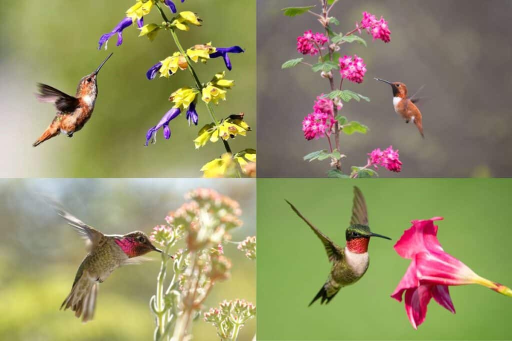 25 North American Hummingbirds (Pictures)