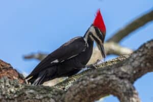 17 Interesting Facts About Woodpeckers - Bird Feeder Hub