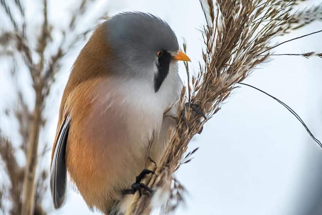 10 Interesting Facts About Bearded Reedlings - Bird Feeder Hub