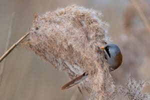 10 Interesting Facts About Bearded Reedlings - Bird Feeder Hub