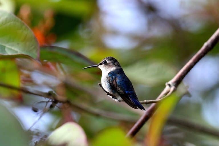 Nature's Smallest Birds: 20 Facts About Bee Hummingbirds - Bird Feeder Hub