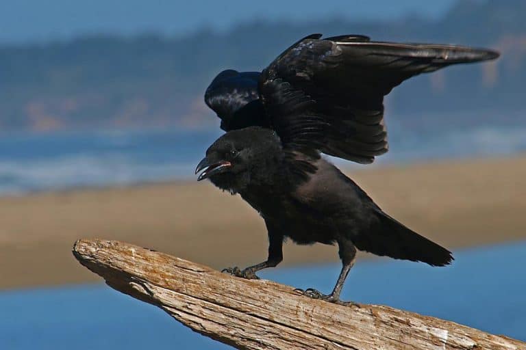 15 Birds that Eat Other Birds - Bird Feeder Hub