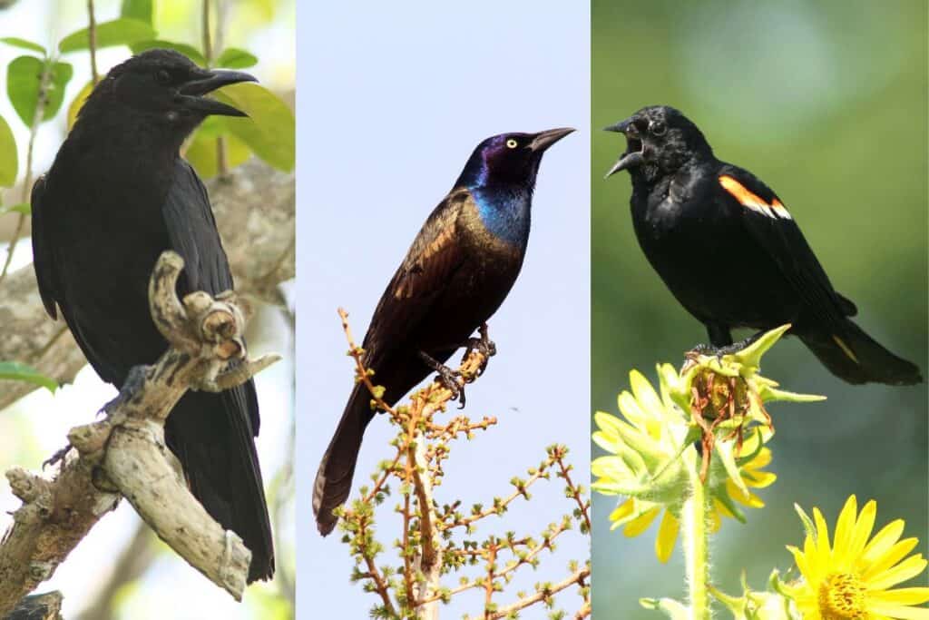 18 Types of Black Birds (with Photos) - Bird Feeder Hub