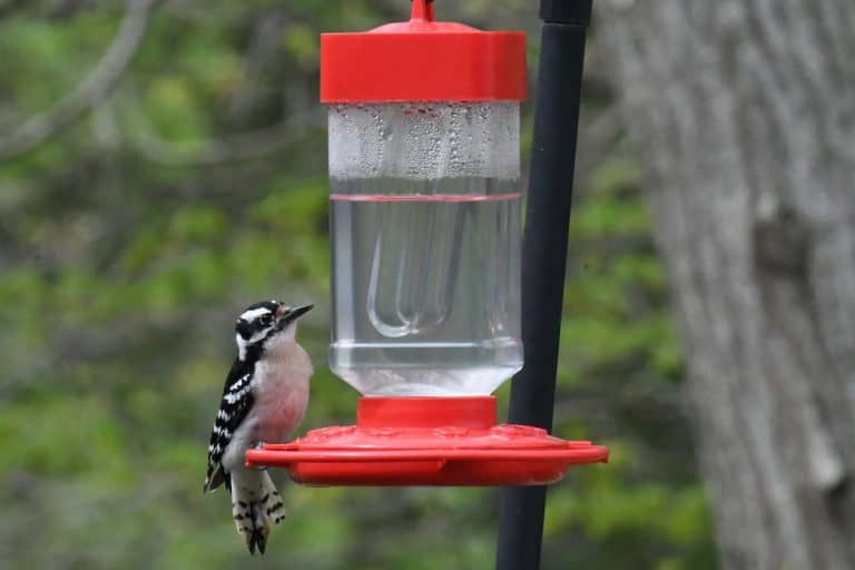 Birds that Drink Nectar From Hummingbird Feeders - Bird Feeder Hub