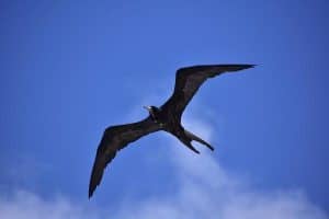 Can birds sleep while flying? - Bird Feeder Hub