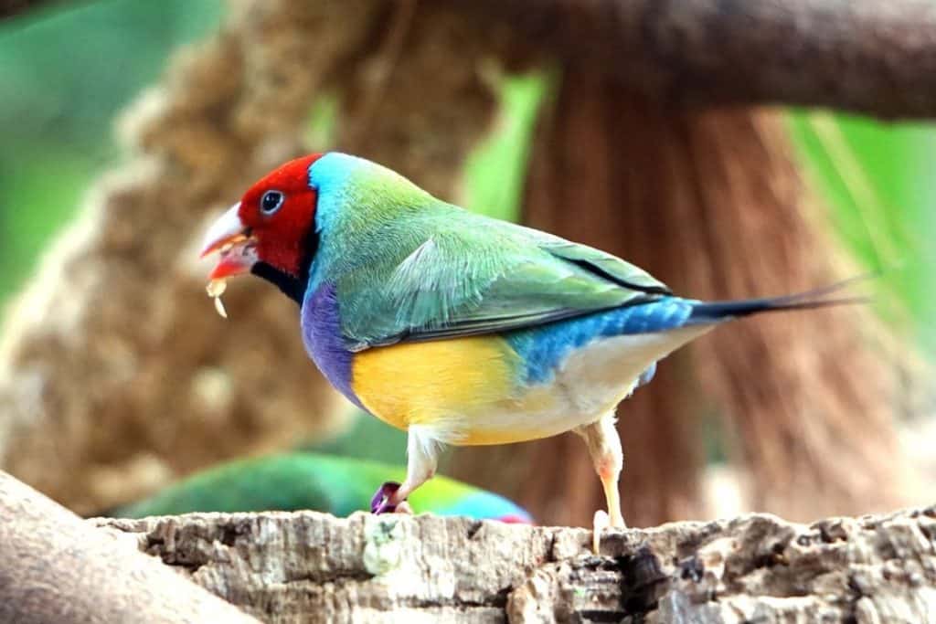 16 Types of Pet Birds (With Photos) - Bird Feeder Hub